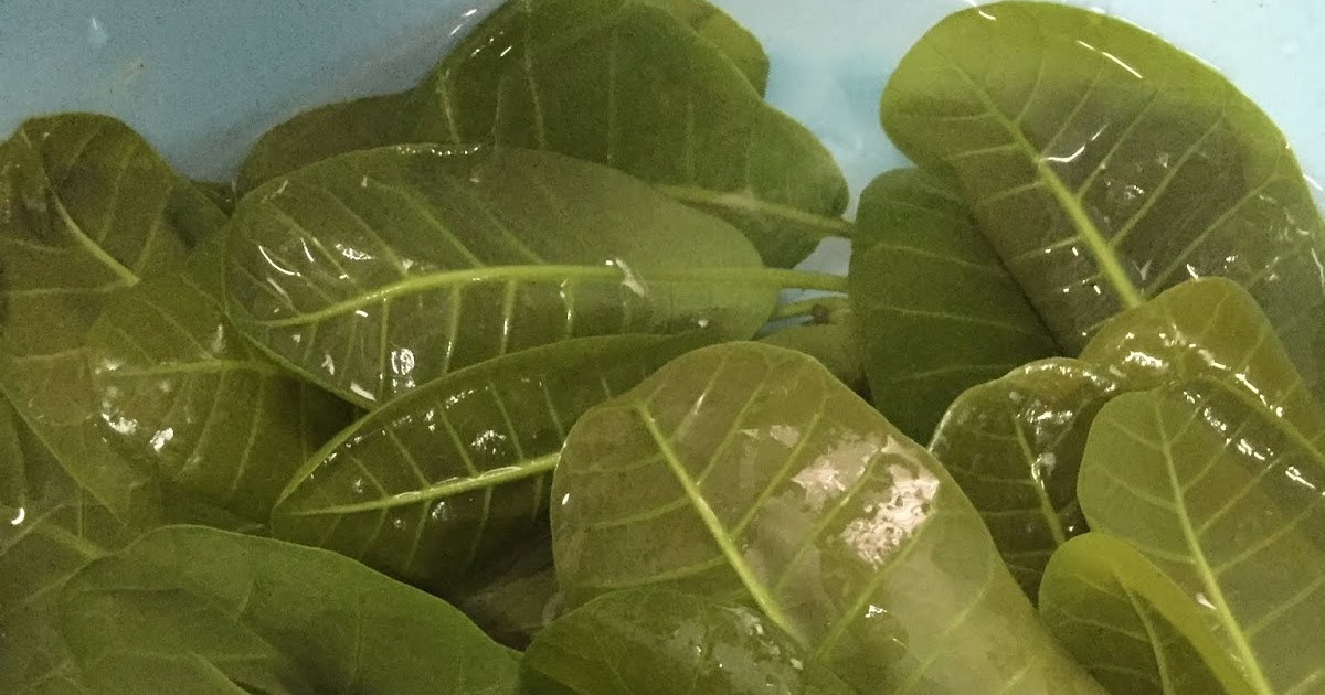 Khasiat Ulam Pucuk Gajus