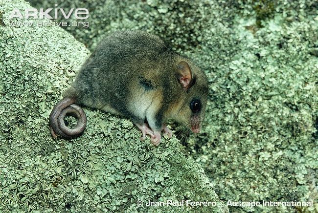 Laberinto en extinción: Liron marsupial (Burramys parvus)