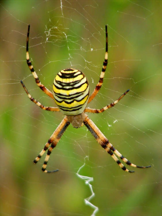 Loire Valley Nature: Wasp Spider Argiope bruennichi