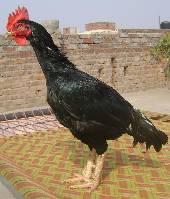 THE GLOBAL ASIL CLUB: THE ASILS - HOME