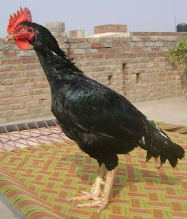 THE GLOBAL ASIL CLUB: THE ASILS - HOME