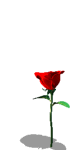 Red Rose: Dancing Rose