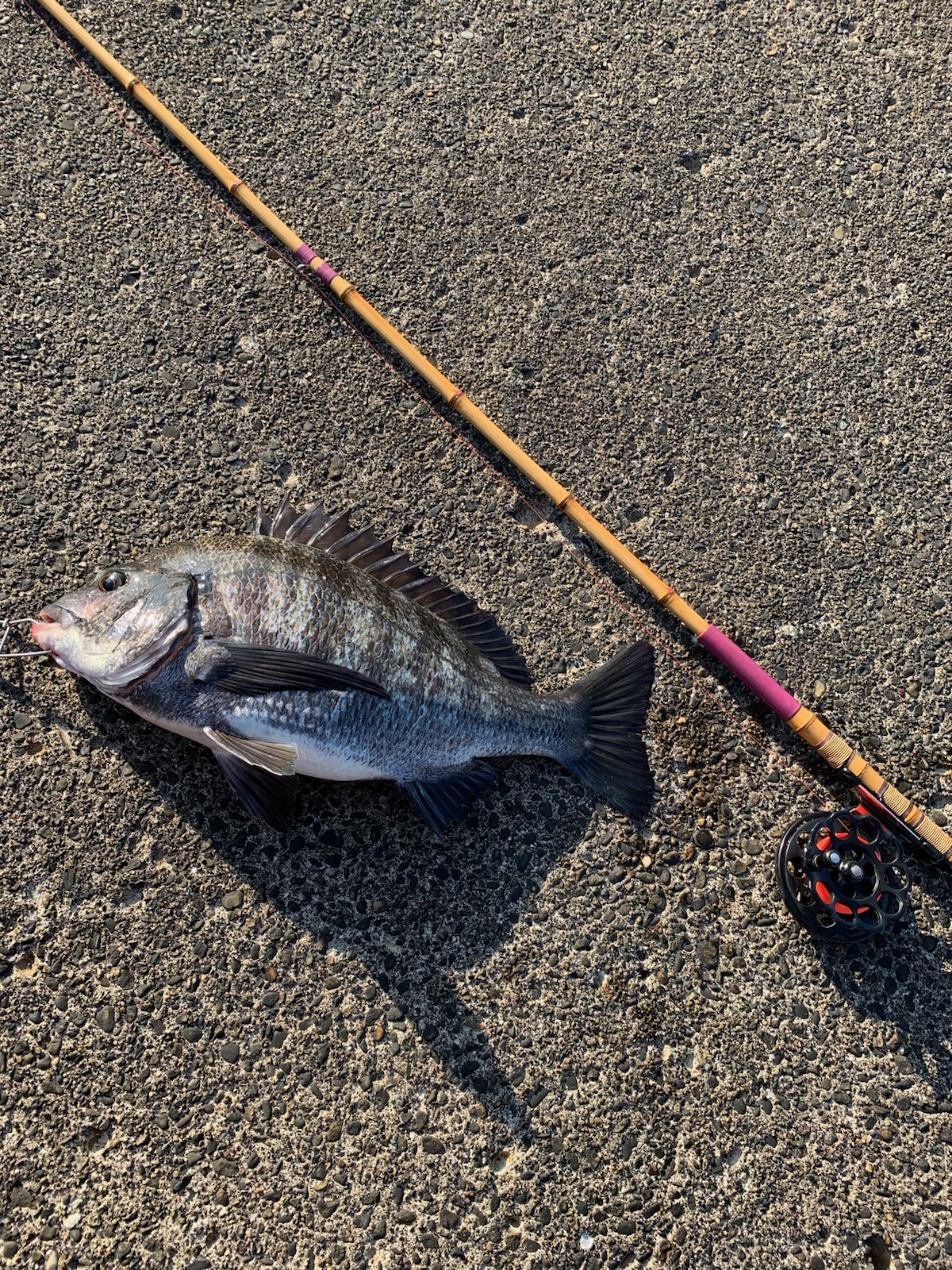 Black sea bream: 2019