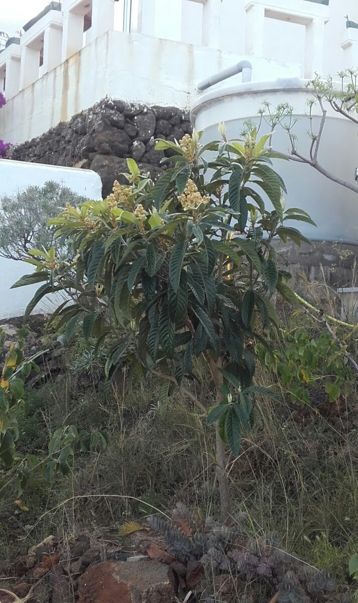 Oleander: Japanische Mispel (Eriobotrya japonica) von der Jungpflanze ...