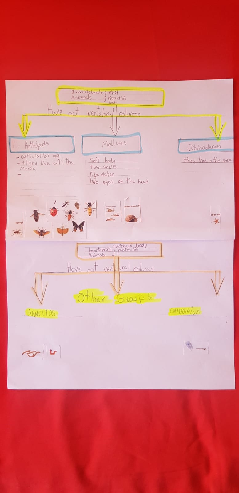1º INTERNIVEL: INVERTEBRATE ANIMALS PROJECTS