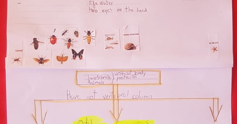 1º INTERNIVEL: INVERTEBRATE ANIMALS PROJECTS