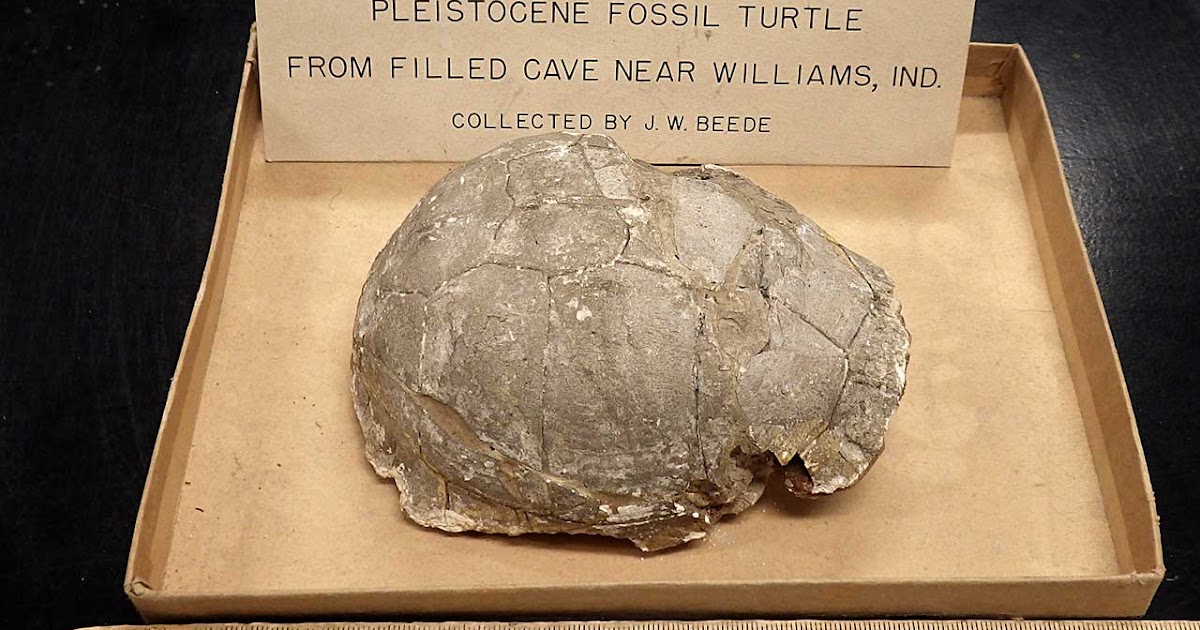 Louisville Fossils and Beyond: Pleistocene Fossil Turtle Shell