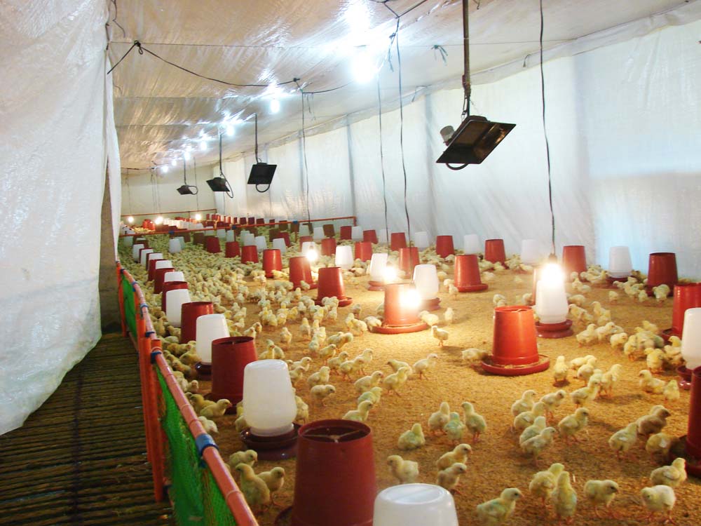 Mambulaoans WorldWide Buzz: GK-Osmenia chicken project expands