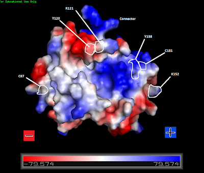 Cwc2 Structure Decoded: Cwc2 is a multipartite RNA-BP