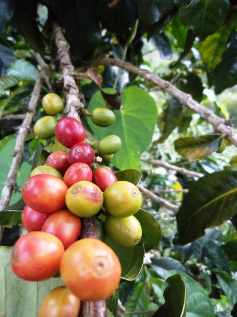 America del sur: Plantation de café