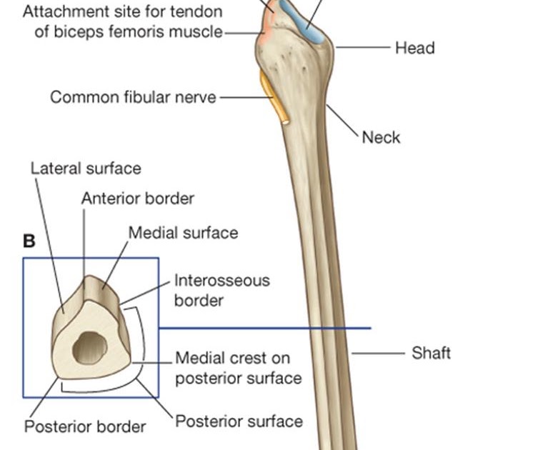 Anatomía UNAM: FÍBULA