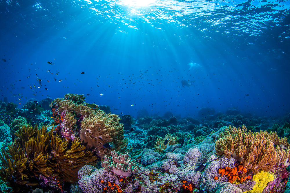 OCIO ONLINE ''CEIP SALGADO TORRES'' : 10 CURIOSIDADES DO OCÉANO