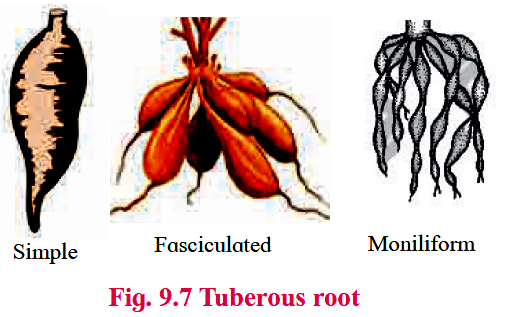 Fasciculated Root