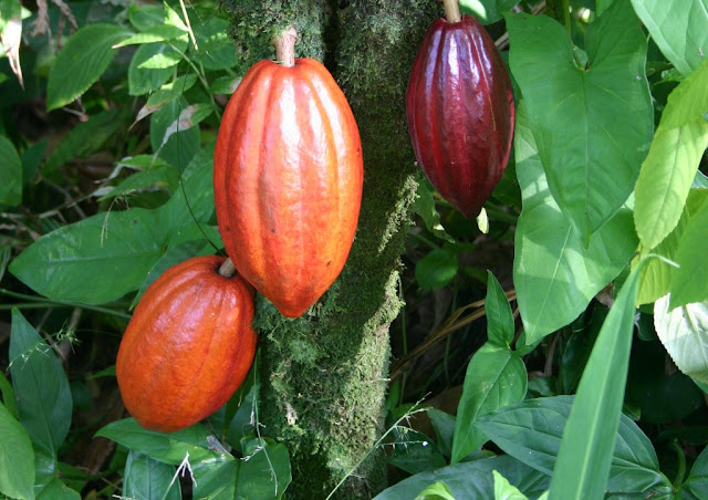 DIÁRIO COM A NATUREZA: 11 DE JULHO - CACAUEIRO - CACAU - FRUTO ...