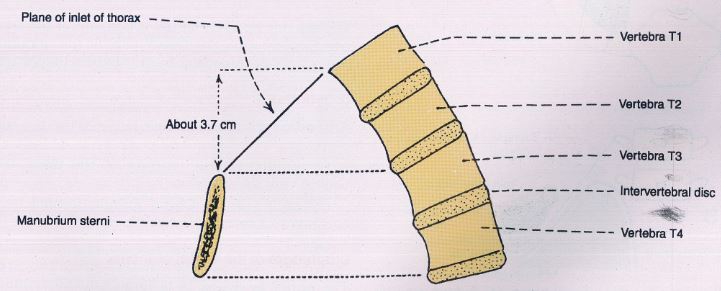 WWE Raw And Smackdown News: THE SUPERIOR APERTURE/INLET OF THE THORAX