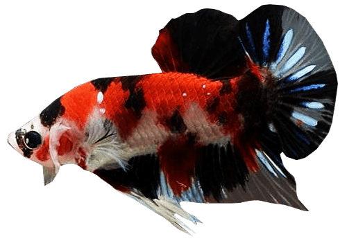 √ Perbedaan Ikan Cupang Fancy dan Ikan Cupang Koi