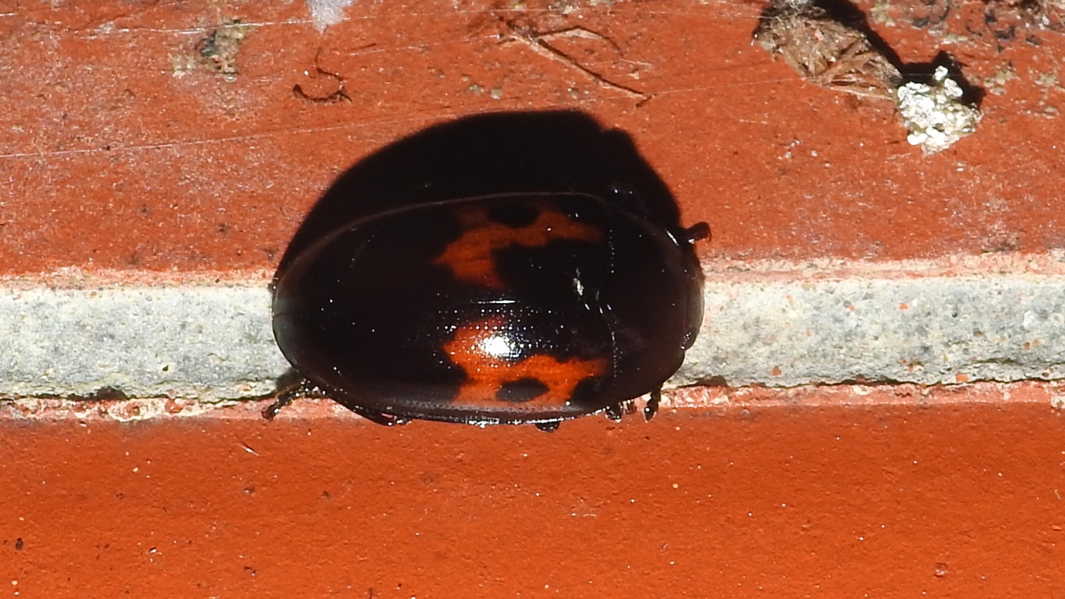 台灣-鳥類與昆蟲-自然觀察記錄: 大蕈蟲 Aulacochilus sp.
