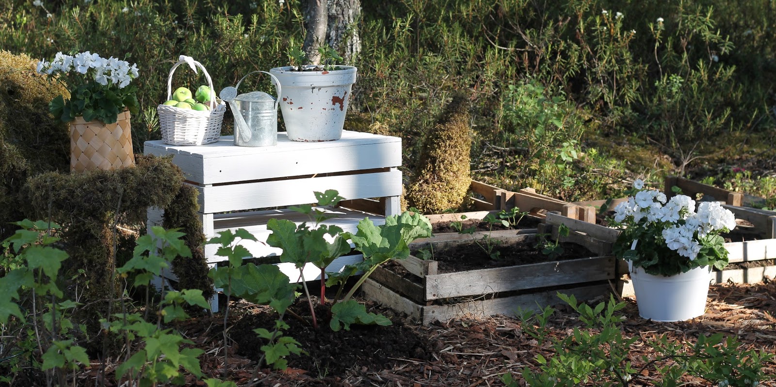 k o t i p o r s t u a: Meidän pieni kasvimaa