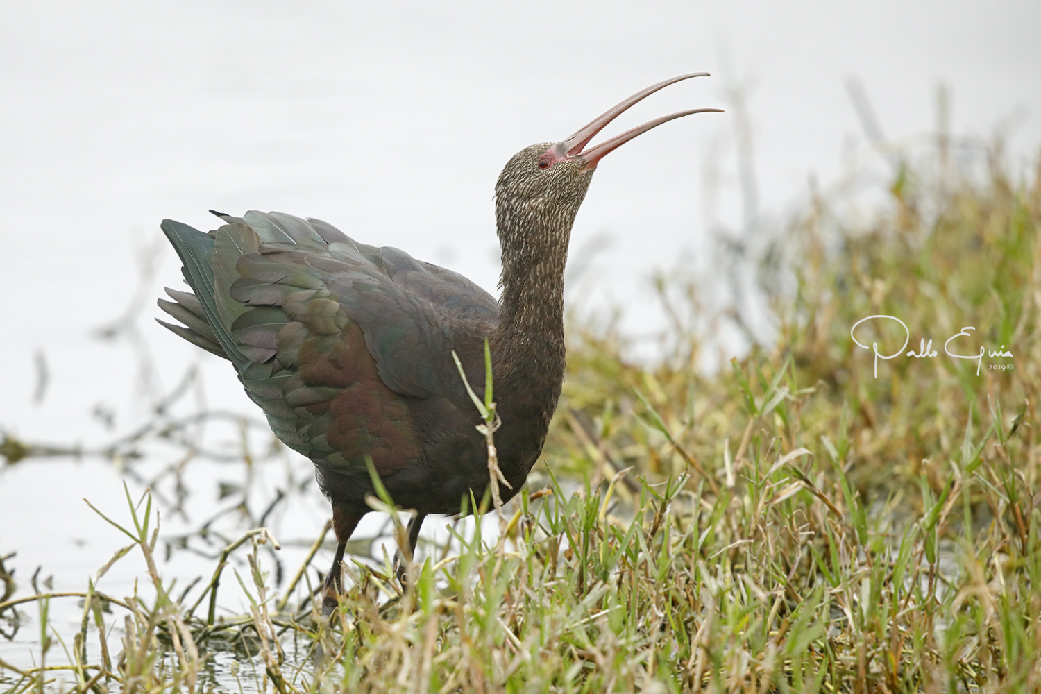 mis fotos de aves: Plegadis ridgwayi Cuervillo Puneño Puna Ibis