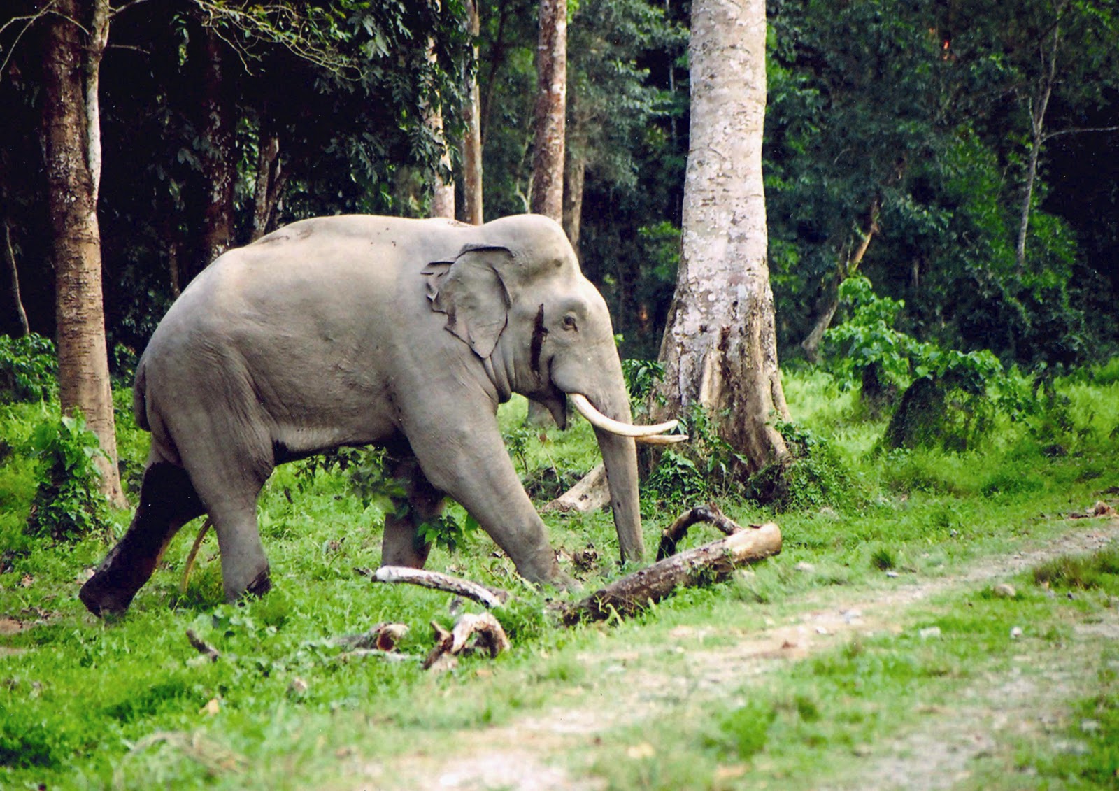 Dooars Ecoviillege: Enjoy with Oldest Forest Destination at DOOARS