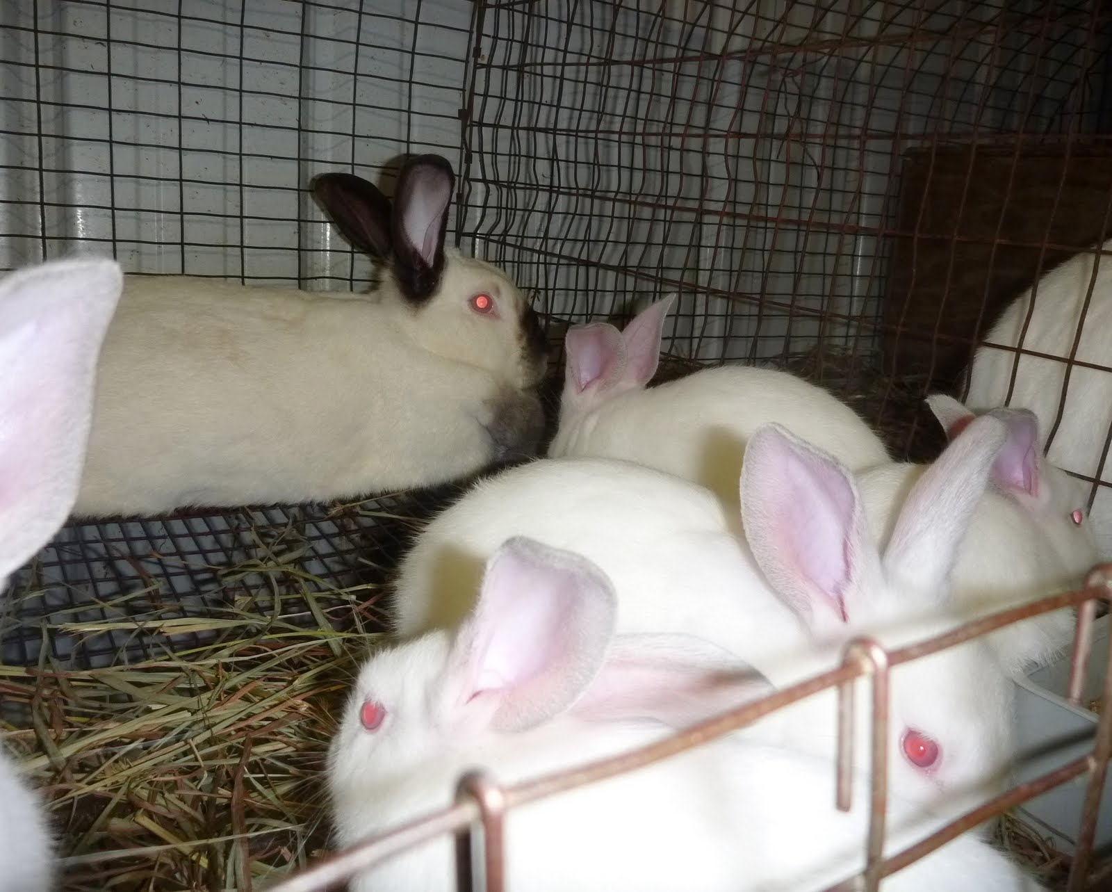 Sunny Dayz Rabbitry: Bunny Breeding and New Rabbits