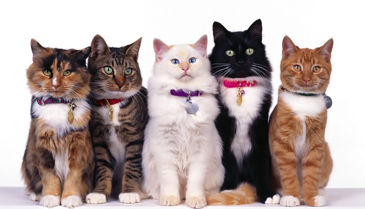 Hal Menarik Mengenai Kucing Didunia ini - Sekilas Kucing