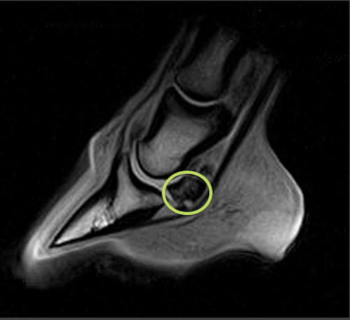 Fran Jurga`s Hoofcare + Lameness: Hallmarq Standing MRI Presents ...