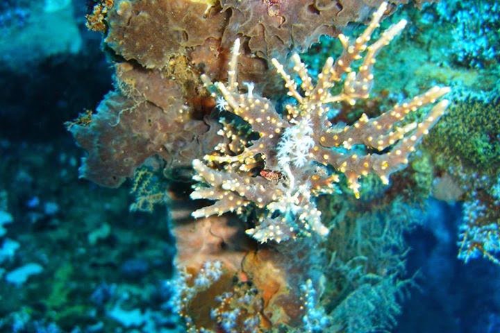 Rumbo a la profundidad: Peces e invertebrados más comunes del Indo ...