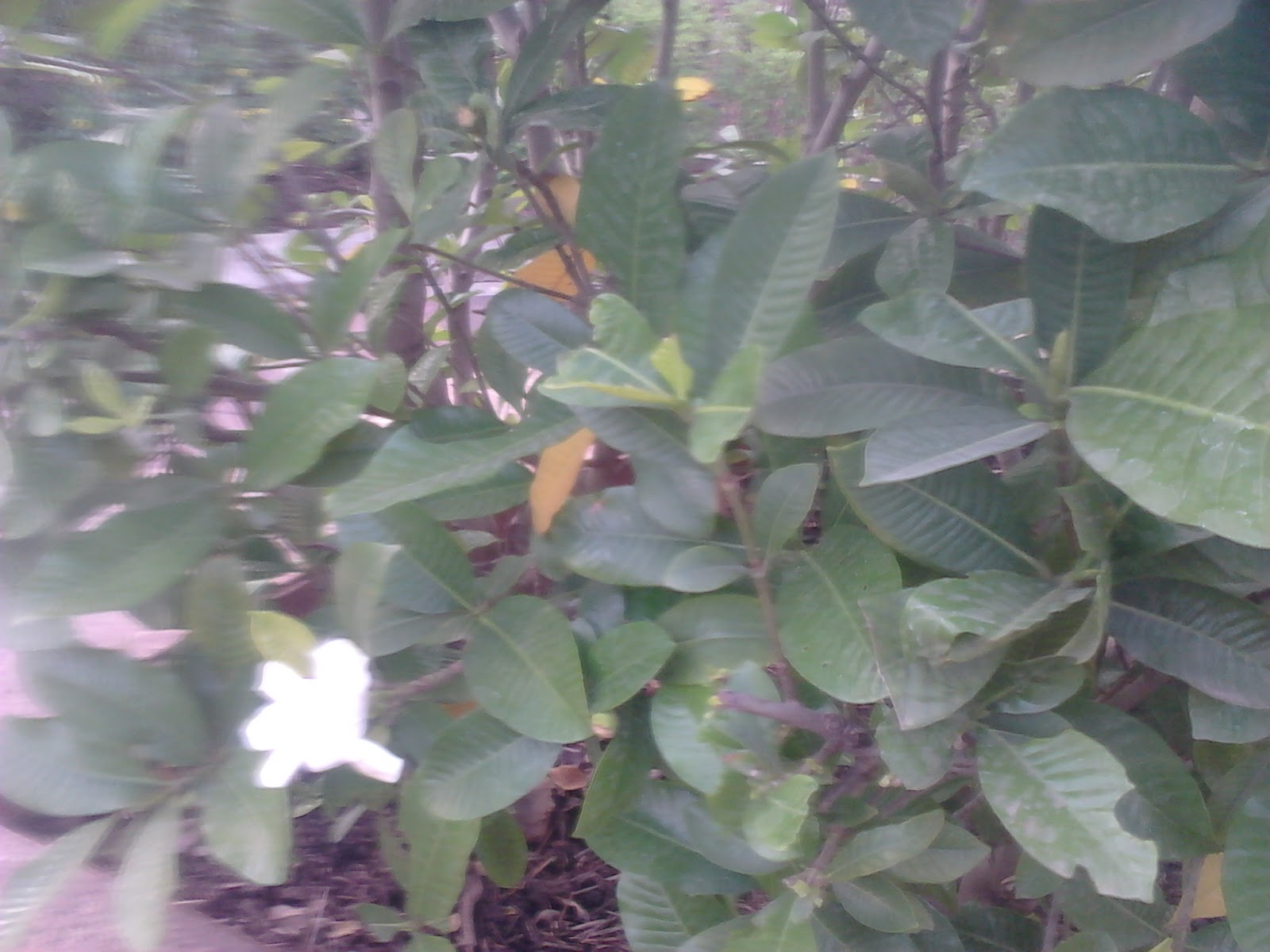 Garden Care Simplified: The Flowering of Fragrant Anant plant