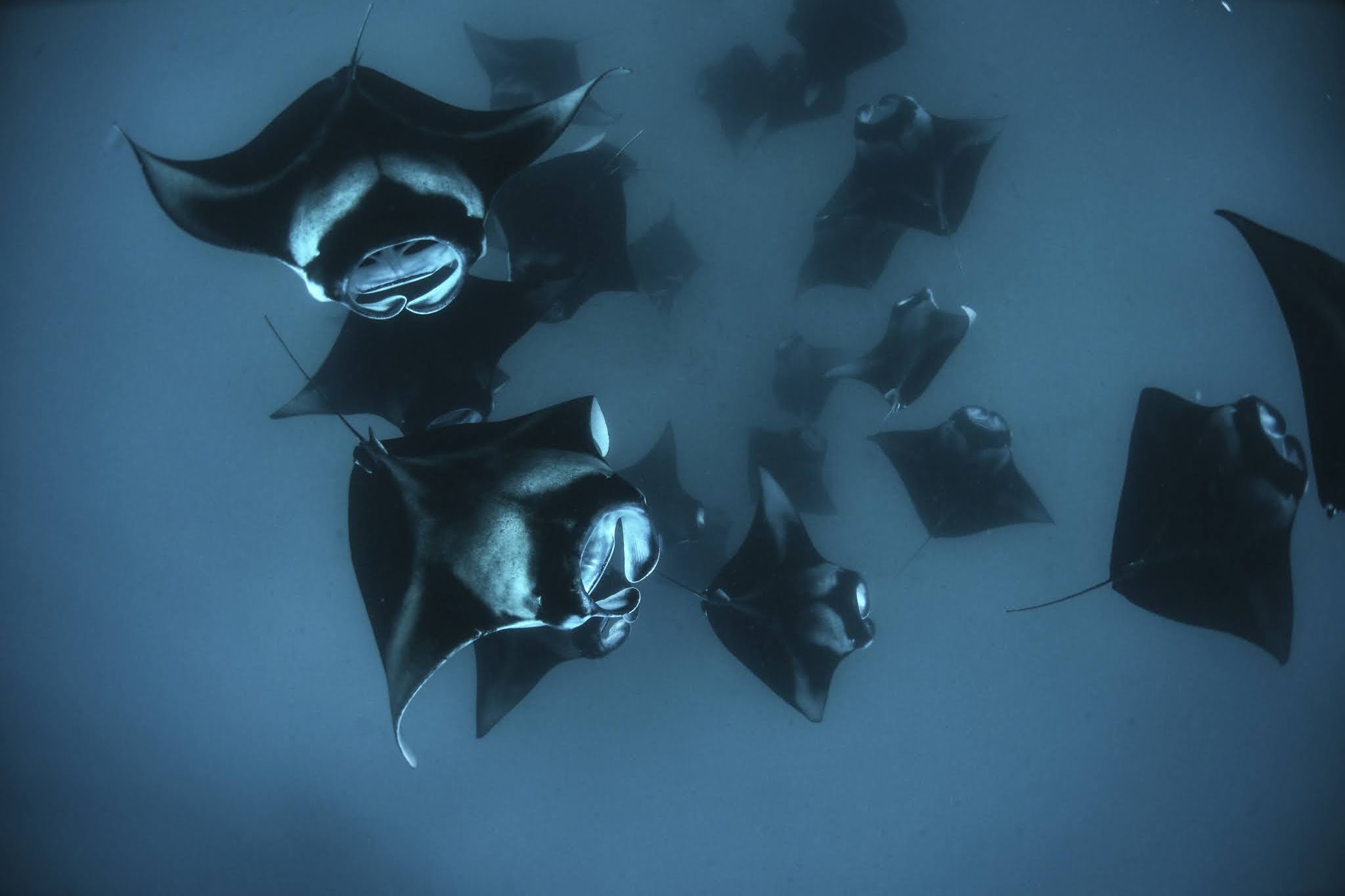 diveOceanus Maldives