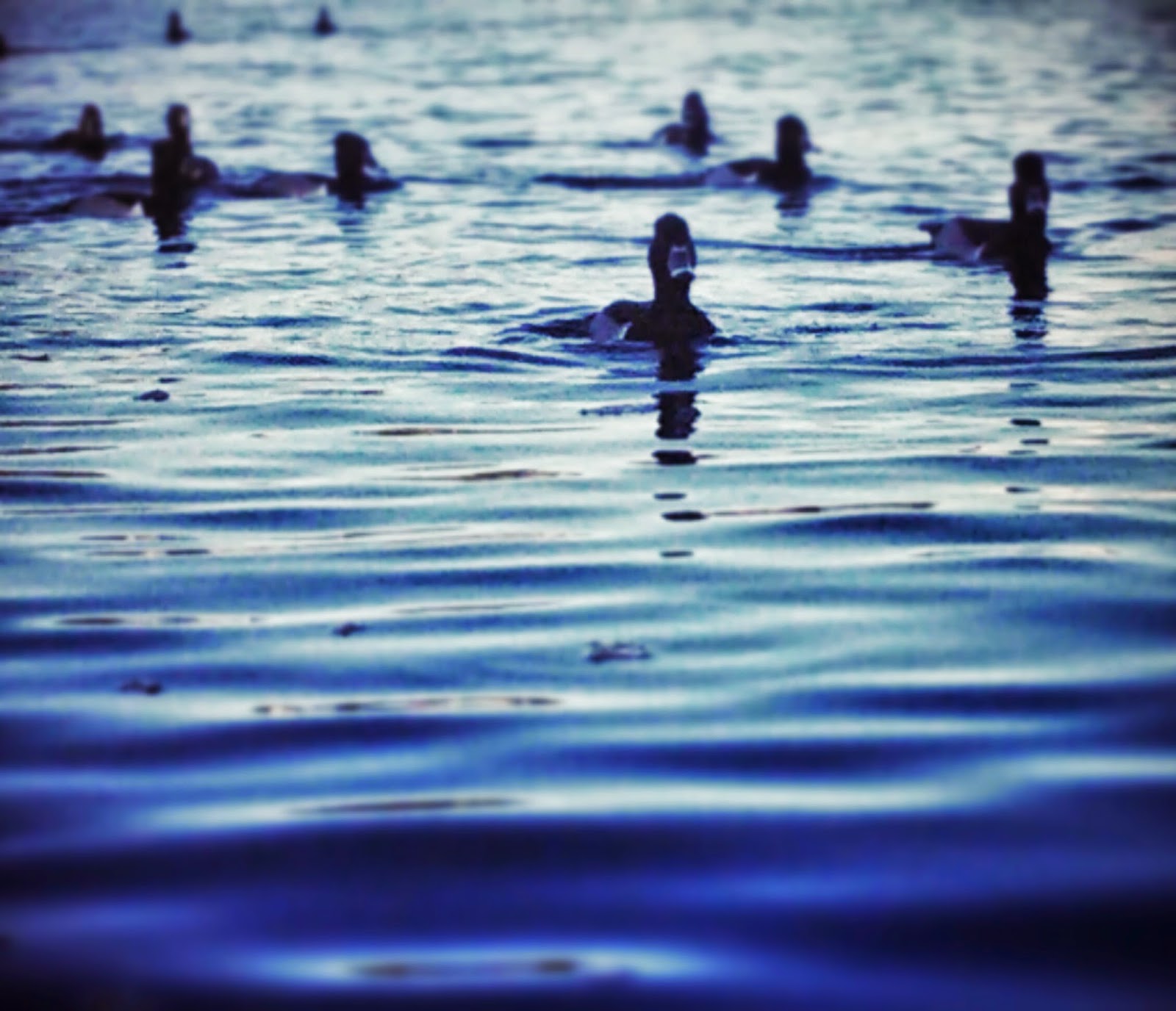 Savvy Art: Photography- Perspective Shots- Ducks
