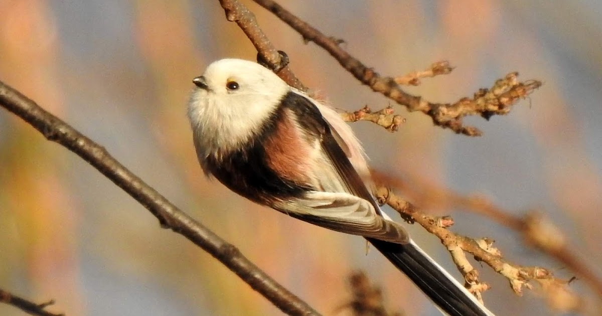 PASARI DIN ROMANIA: PITIGOI CODAT, Aegythalus caudatus
