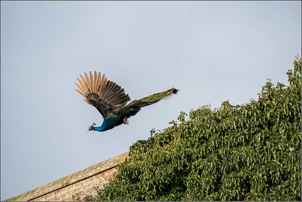 Peacocks in Flight: It’s Quite the Sight | The Ark In Space