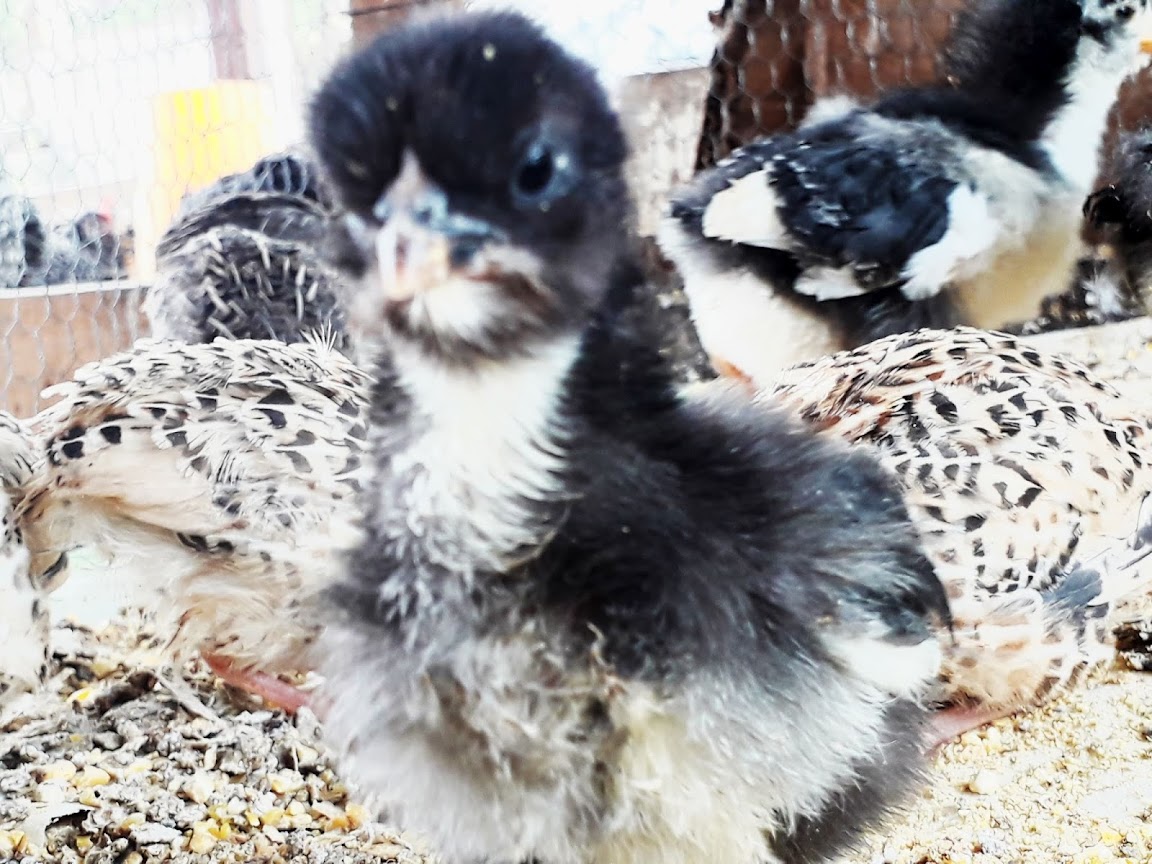 VENTA DE CODORNICES GRANJA MONJAS