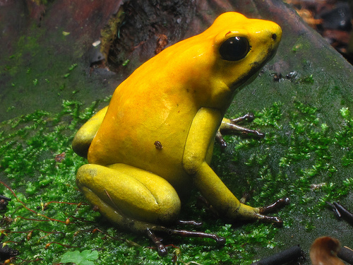 Un paseo por la zoología: Curiosidades animales. El veneno más potente ...