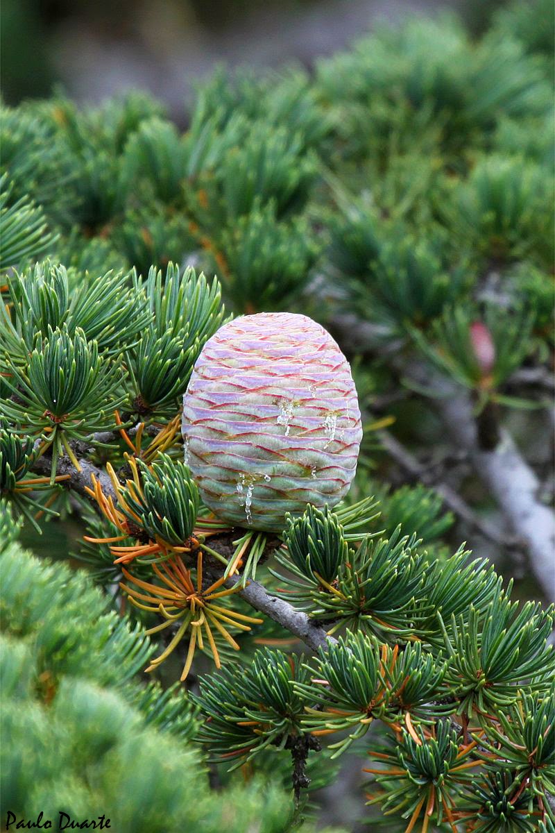 Vislumbres...: Pinhas, Pinheiros e afins...