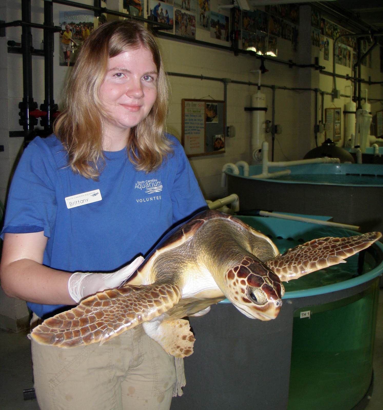 Sea Turtle Hospital: A closer look at the hybrid sea turtle, "Eclipse"