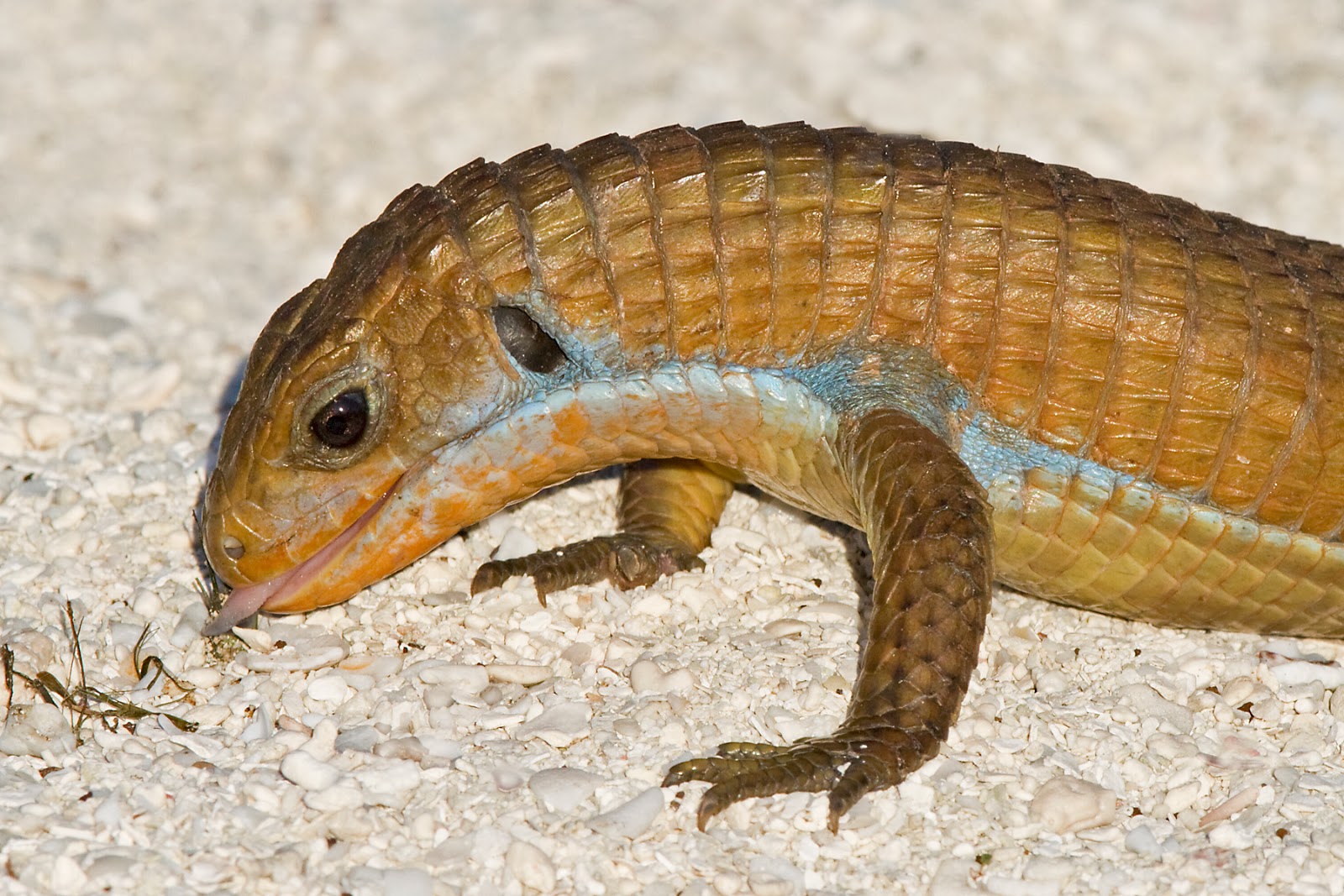 Tanzania & Zanzibar: Lizard, Zanzibar