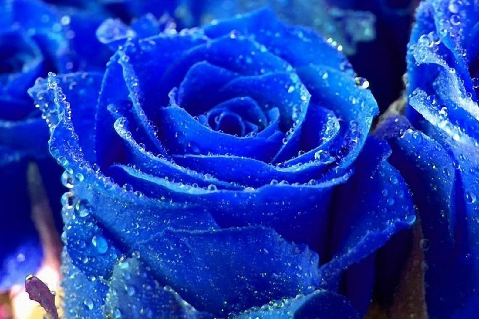 Blue Rose Wallpapers - Flowers