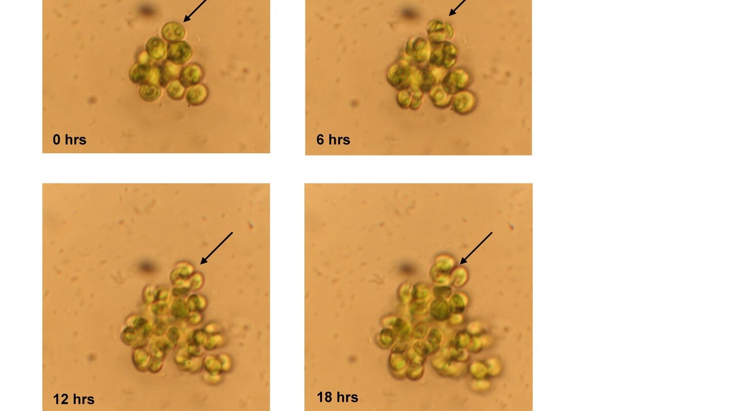 Skeptophilia: The evolution of clumps