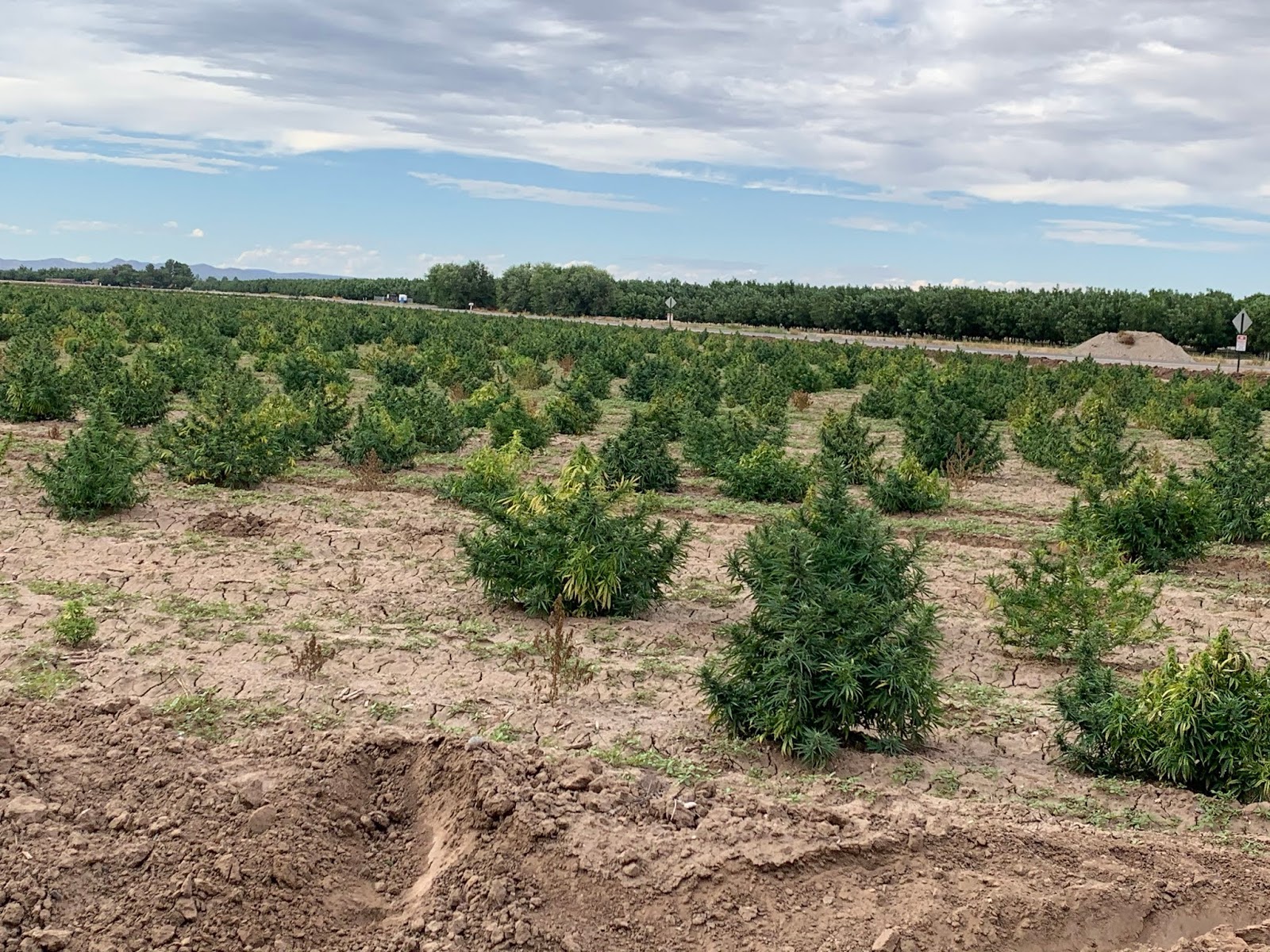 The View from the Mud Shack: 2019