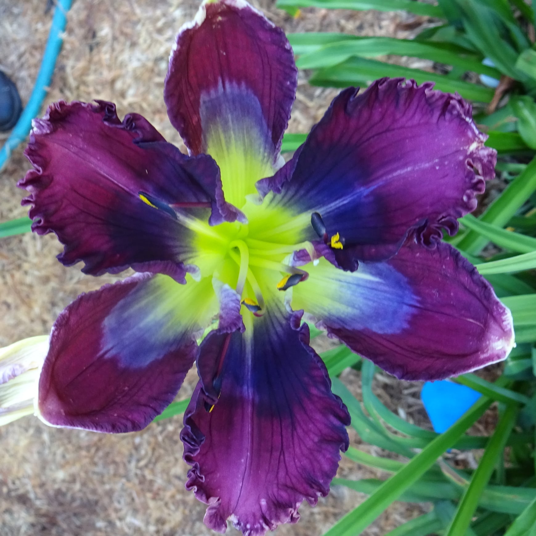 Lewis Daylily Garden: An interview with our friend, Ron Reimer