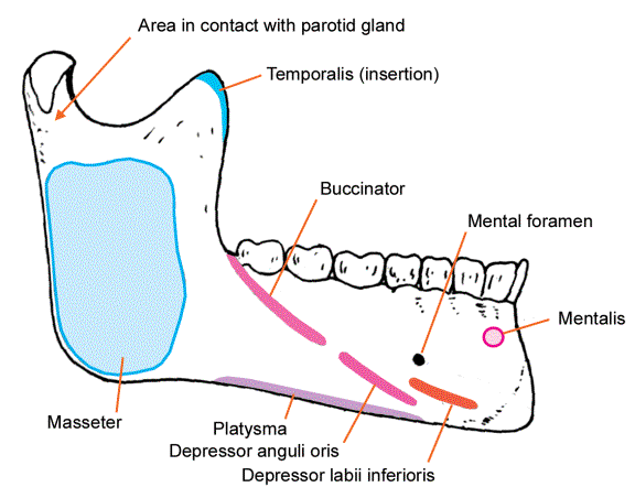 All In Nursing 4 Nursing Students..!!: The Mandible