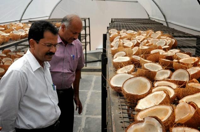 Methods are used in Drying Copra | Agriculture, Technology, and ...