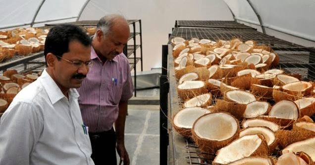 Methods are used in Drying Copra | Agriculture, Technology, and ...