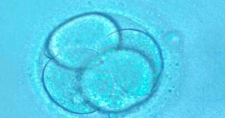 HISTO - EMBRIOLOGÍA : BLASTOMEROS