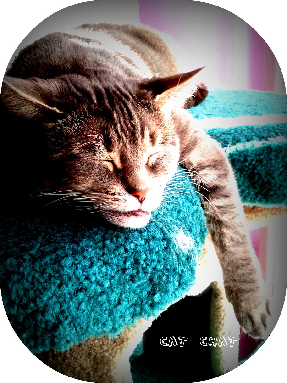 Cat and DOG Chat With Caren: Flattered Friday