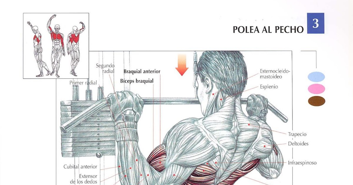 Ejercítate 365: POLEA AL PECHO. HOMBRE