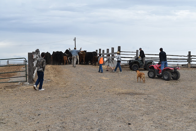 The Ward Crew (continued)............: Cattle Drive