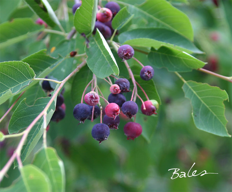 nature calling: "sarvis" berry